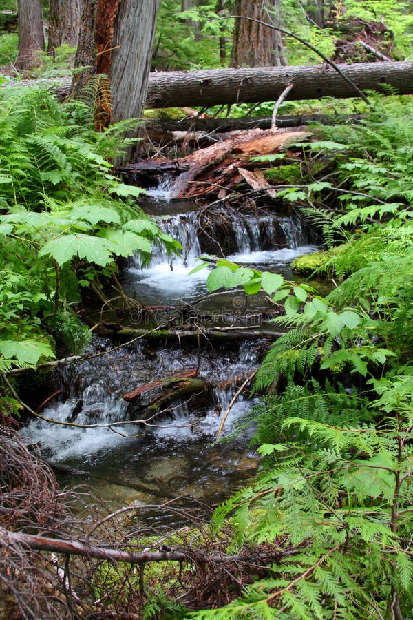 Stream In Forest Picture. Image: 7492566