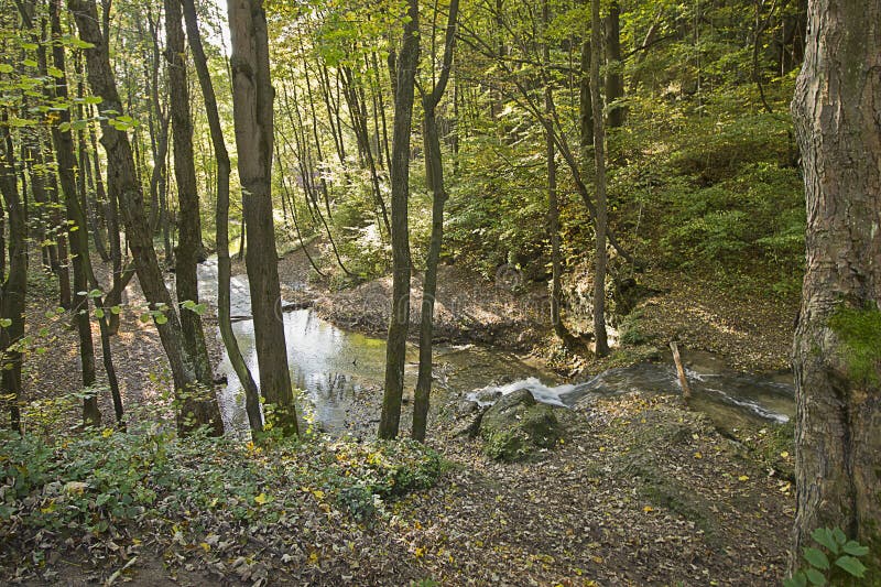 Forest Stream with Spring Flowers Stock Image - Image of nature, plant ...