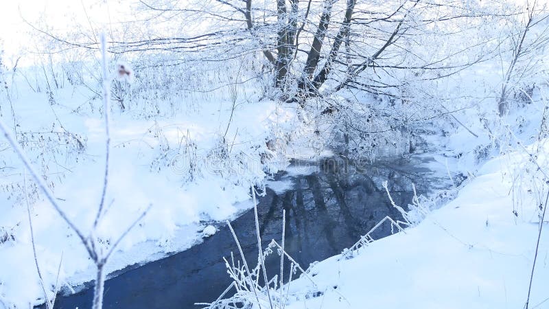 Forest Stream in Winter Snow Grass and Trees Beautiful Nature Landscape ...