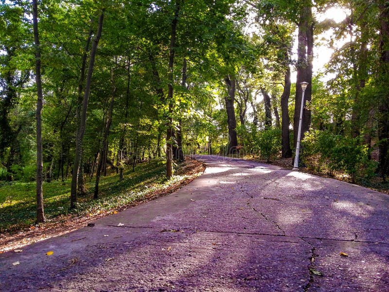 Forest street editorial image. Image of light, life, maple - 44622165
