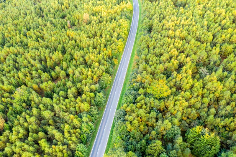 Forest street from above stock photo. Image of green - 197622470