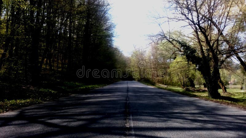 Forest stock photo. Image of view, forest, hungary, street - 91614748