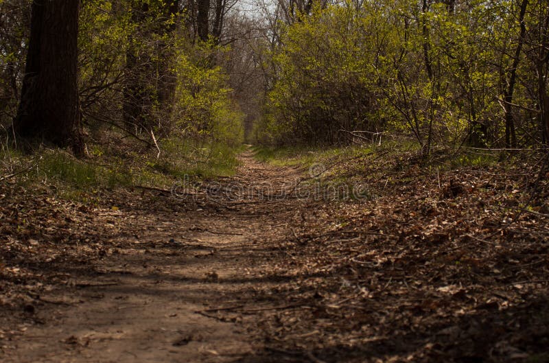 In the Forest Strip, the Path Goes into the Distance Stock Image ...