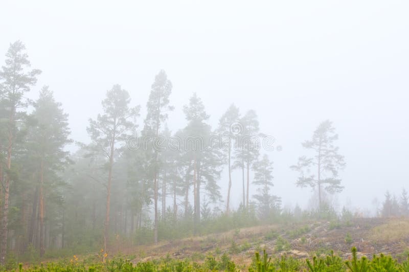 Forest in a strong fog stock image. Image of shadow, nature - 28208827