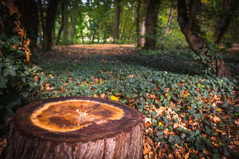 Forest stump stock photo. Image of environment, forests - 138684308