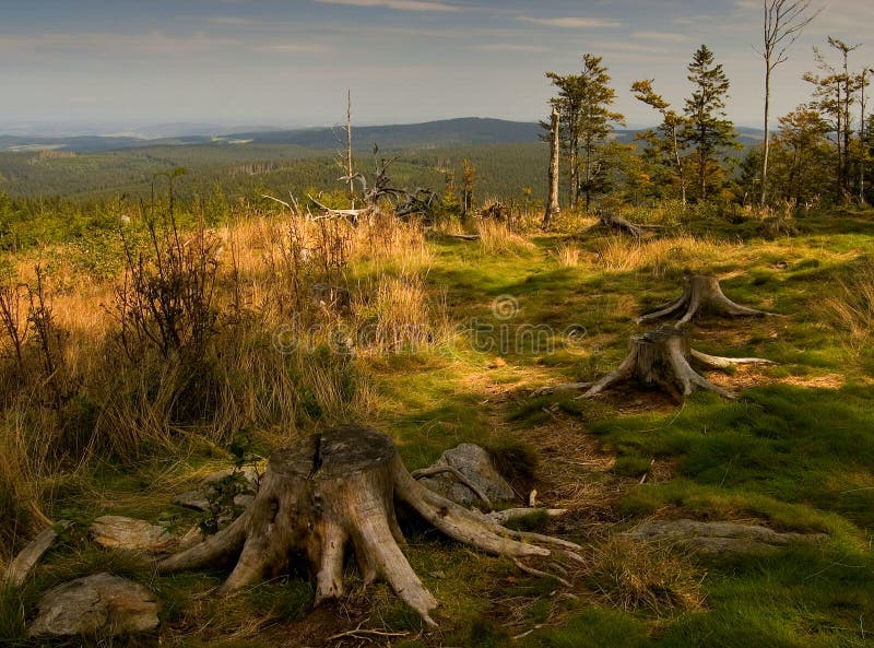 Forest with stumps stock photo. Image of flora, green - 12865274