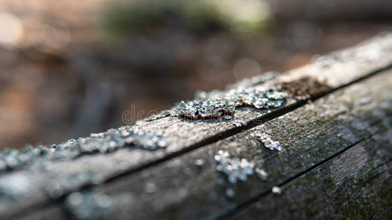 .forest Substrates for Mushroom Germination. Fungi and Their Habitat ...