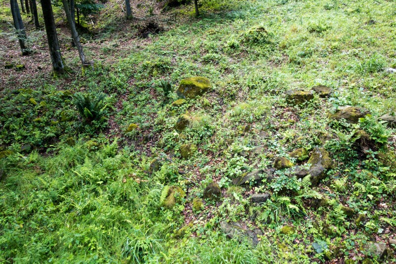 Forest in Suior Area, Romania, Spring Cold Day Stock Photo - Image of ...