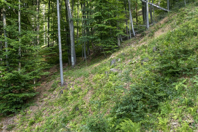 Forest in Suior Area, Romania, Spring Cold Day Stock Image - Image of ...