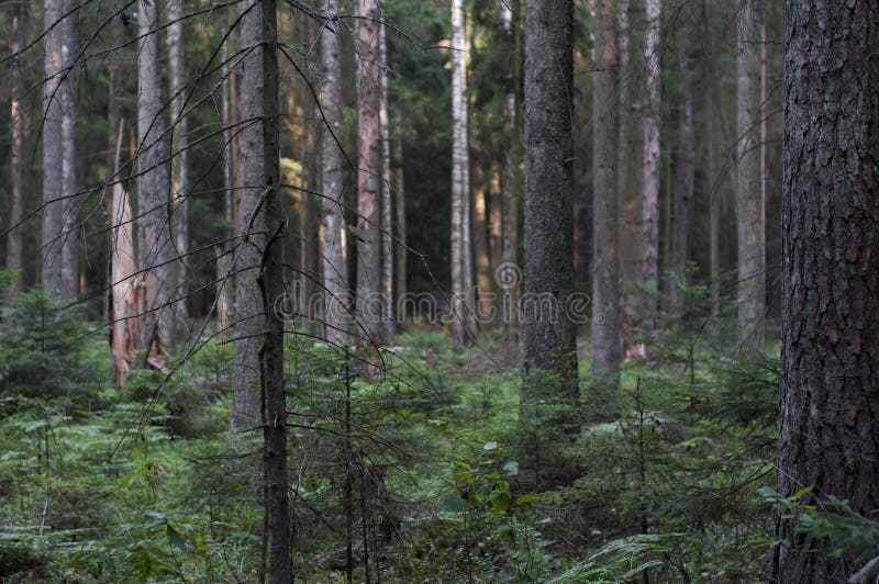 Forest in Summer Augustow - Poland Stock Image - Image of color, plant ...