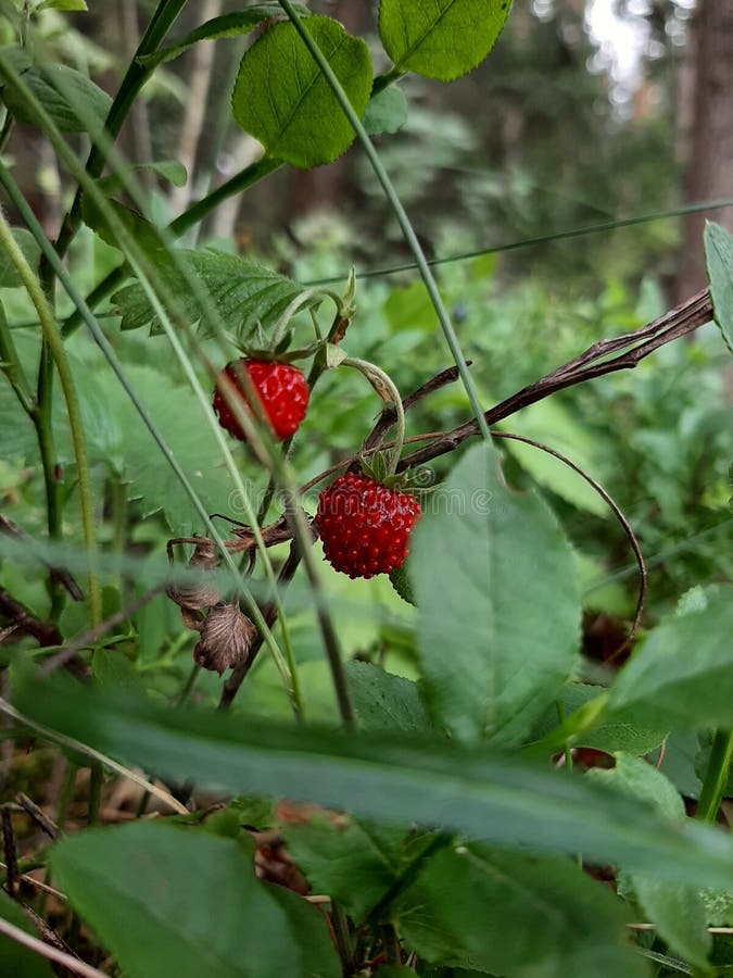 Red berries in the forest stock image. Image of summer - 225342125