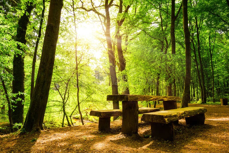 Forest in Summer with Bright Morning Sun Stock Photo - Image of scenery ...