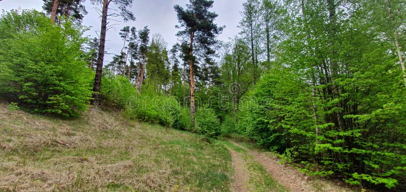 Forest Summer Leaves Trees Pathway Stock Image - Image of trees, forest ...