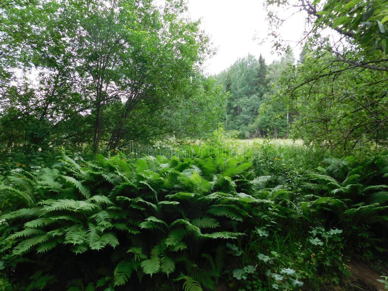 Forest stock photo. Image of backwoods, forest, quiet - 73848420