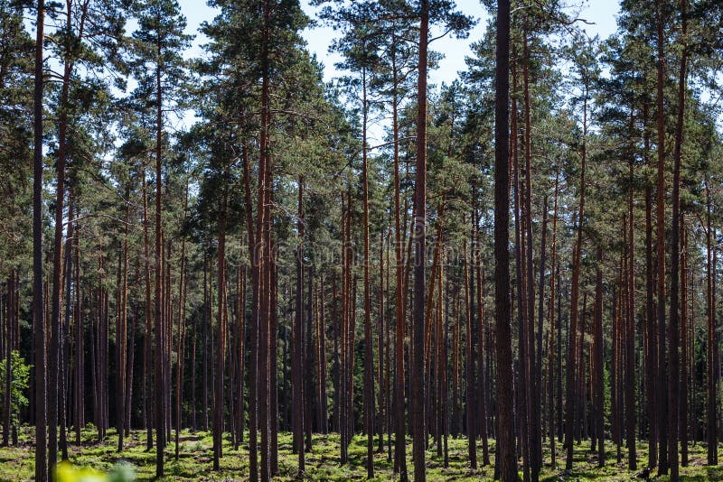 Many pine tree trunks stock photo. Image of pines, forest - 135736180