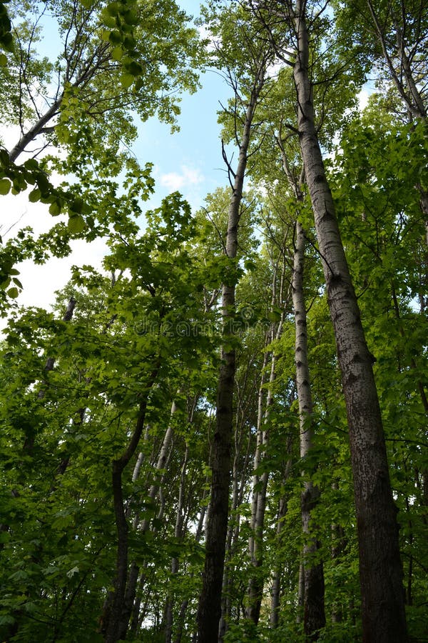 Forest in Summer. View from Below on Tall Trees with Green Foliage ...
