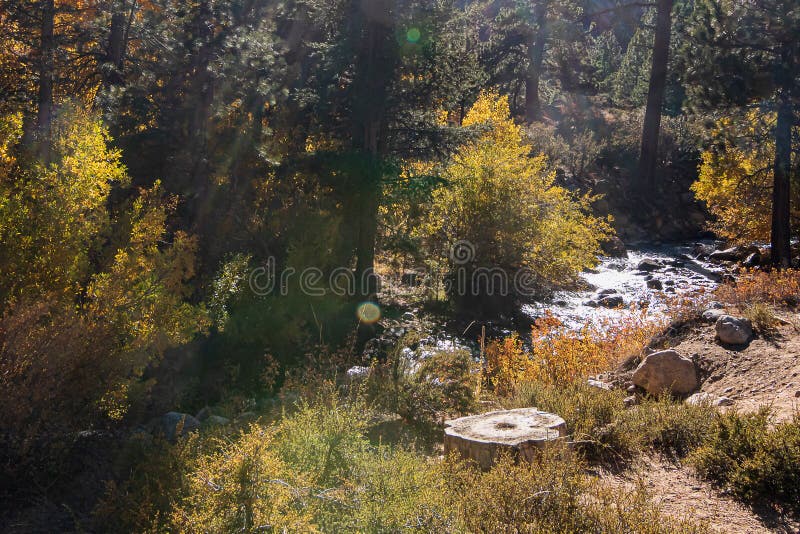 Forest with Sun Flare and Stream and Mountain Stock Photo - Image of ...