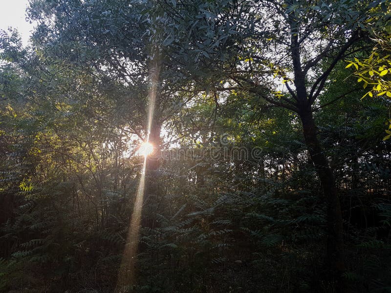 Forest sun light rays stock image. Image of bright, light - 94629385