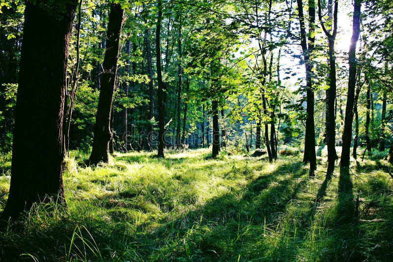 Sunny forest stock image. Image of forest, shadow, romantic - 125535925