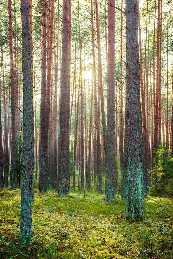 Forest and sun stock photo. Image of plant, pines, trees - 51492504