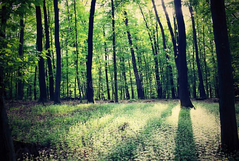 Forest with sun rais. stock photo. Image of land, landscape - 92022410