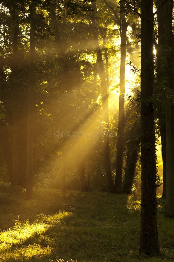 Forest Sun Rays stock image. Image of morning, leafs - 27170269