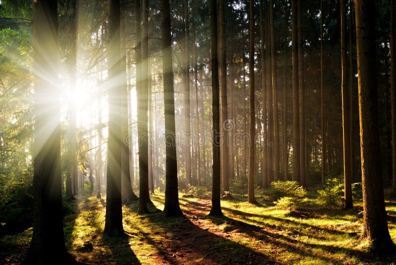 Forest with sun rays. stock photo. Image of park, environment - 99032238