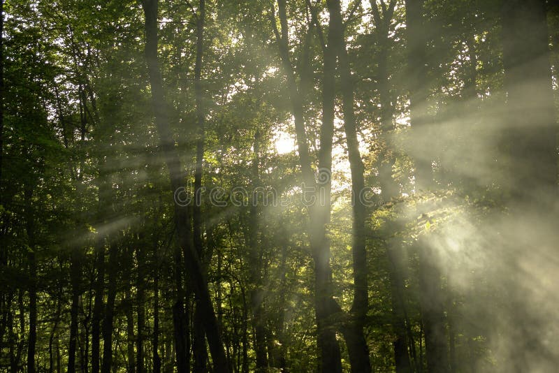 Forest stock image. Image of tree, rays, road, forest - 88783831