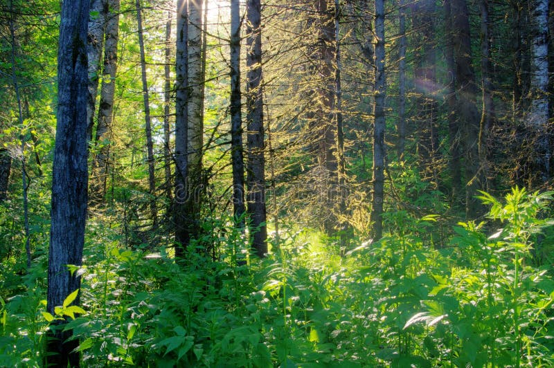 Forest Sun Rays Light Trees Forest Stock Image - Image of forest, tree ...
