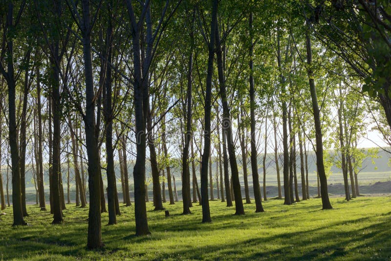 Forest with Sun Rays in Summer Stock Photo - Image of leaves ...