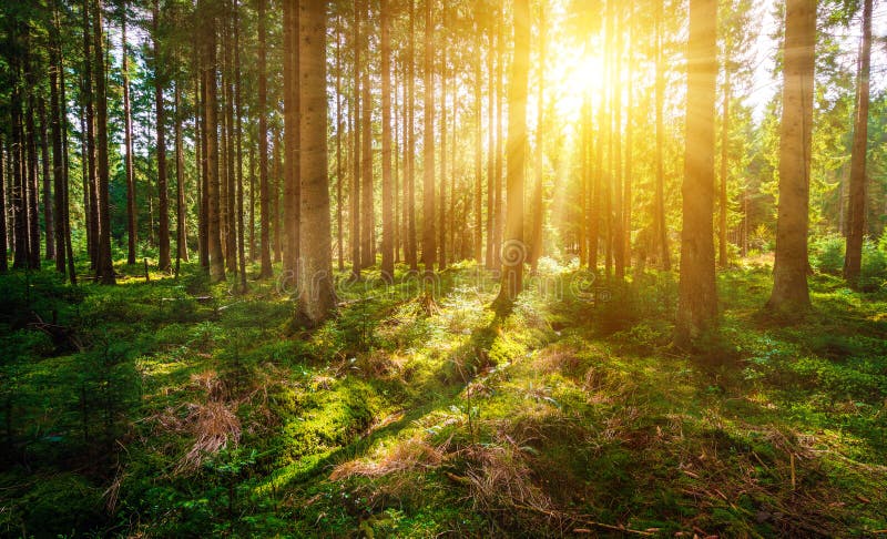 Forest with sun rays stock image. Image of rays, wood - 107002375