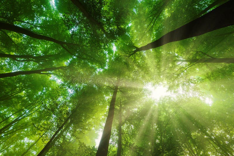 Forest with sun rays stock photo. Image of trees, forest - 107002390
