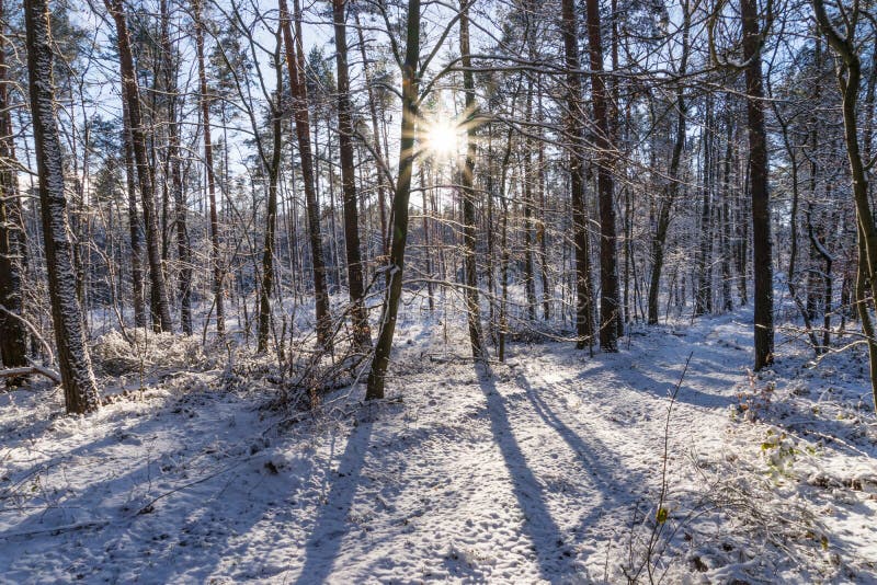 Forest in the Sun Rays in Winter Season Stock Image - Image of outdoor ...