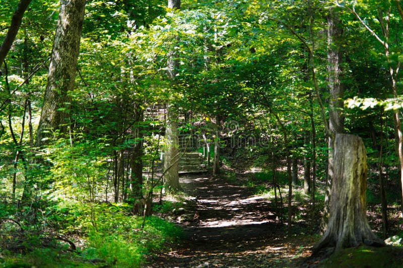 Forest Sun Thru the Trees Lighting Path Stock Photo - Image of outdoors ...