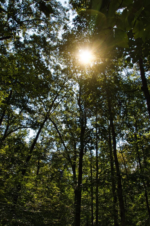 Forest sun thru the trees stock photo. Image of forest - 228388100
