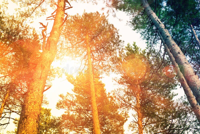 Forest with sun stock photo. Image of trunk, branches - 39345162