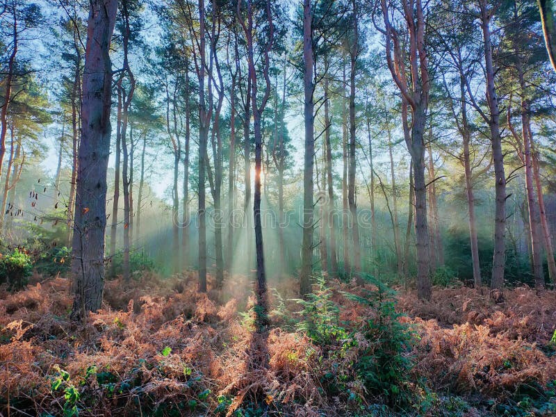 Forest sunbeam 2 stock image. Image of wilderness, plant - 269531961