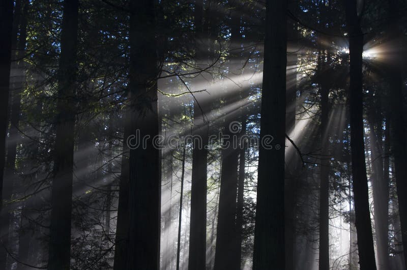 Forest Sunbeams stock photo. Image of woods, mist, trees - 8072884