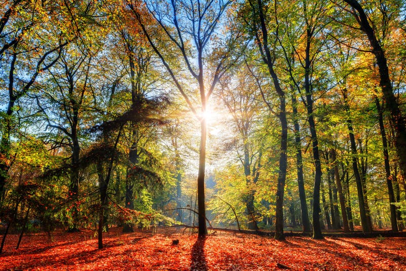 Sunburst forest panorama stock photo. Image of beautiful - 35129684