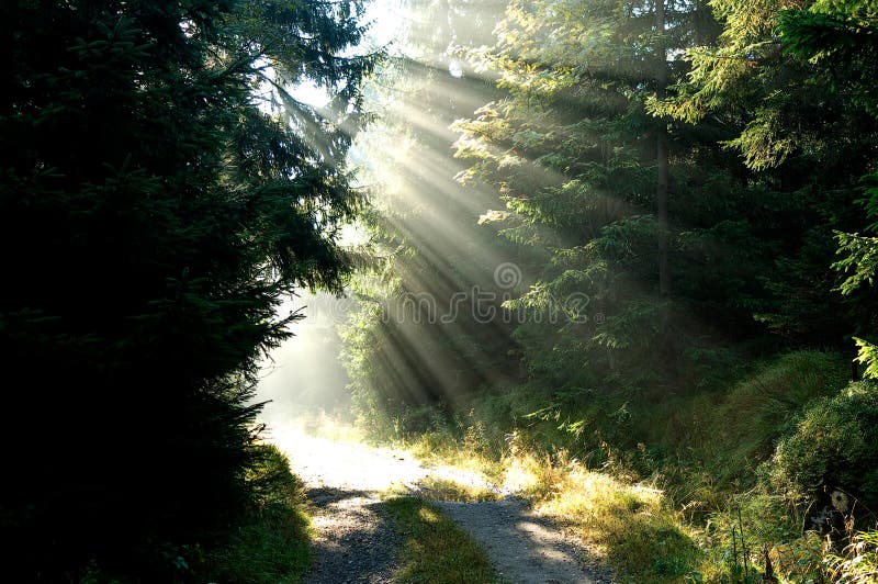 Forest Sunlight stock photo. Image of park, sunshine - 18628712