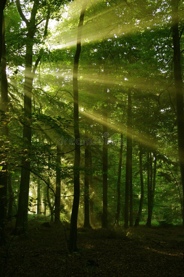 Forest Sunlight stock photo. Image of scene, sunbeam, contrejour - 3999748