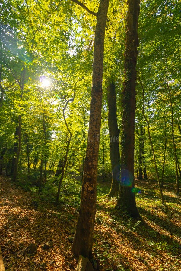 Forest Vertical Photo. Green Trees in a Forest Stock Photo - Image of ...