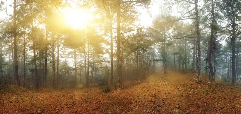 Forest stock photo. Image of forest, beams, landscape - 49008452