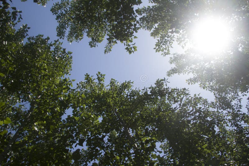 Forest stock image. Image of plant, grass, autumn, morning - 364707231