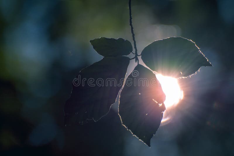 Light through leaves stock photo. Image of green, shine - 155533728