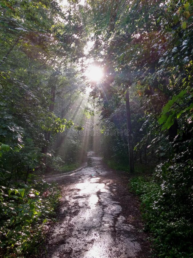 Forest stock image. Image of path, rain, green, forest - 51621399