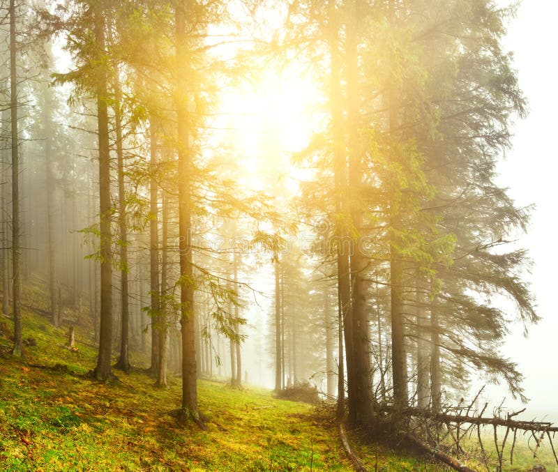 Forest stock image. Image of nature, forest, deep, trees - 54210211