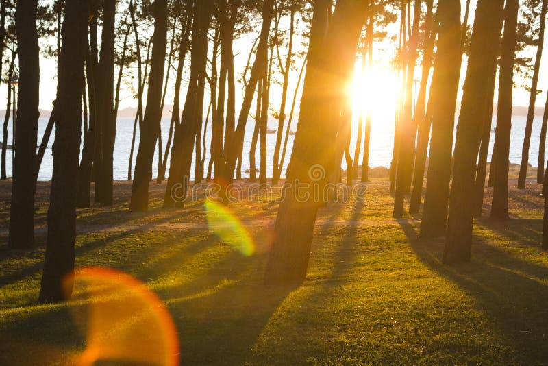 Forest with sunlight stock image. Image of grass, outdoors - 30930275