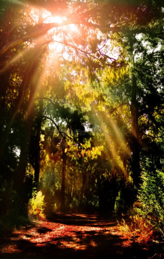 Forest sunlight stock image. Image of spring, path, green - 31824253