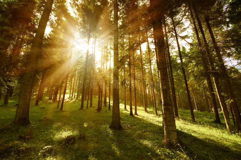 Forest sunny stock photo. Image of season, sunbeams, leaves - 23646934